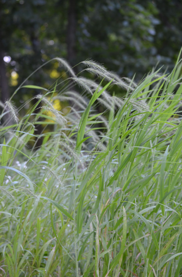 Silky Wild Rye | MSD